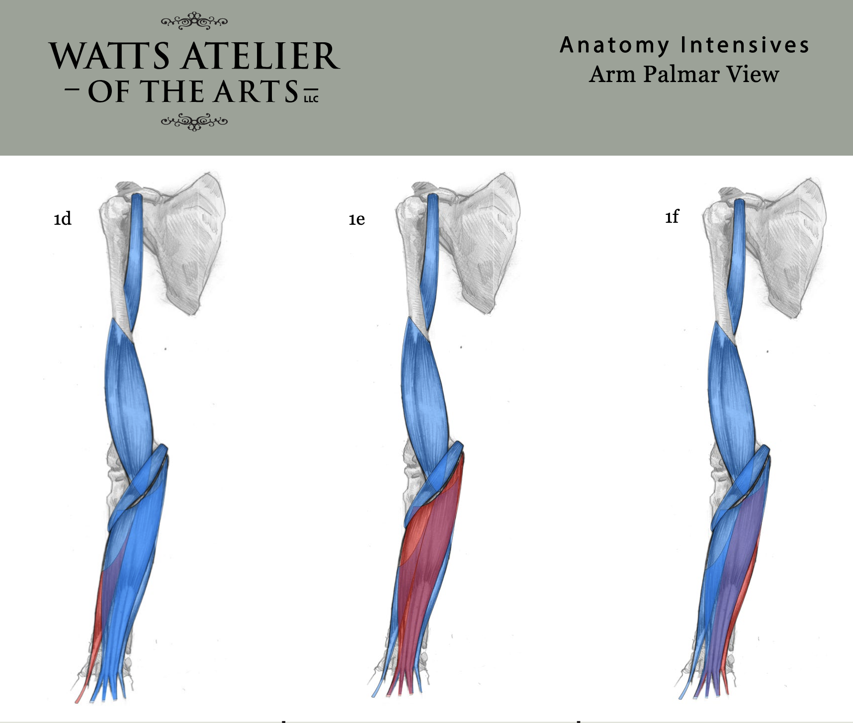 Anatomy Intensives: Arms and Legs - Watts Atelier